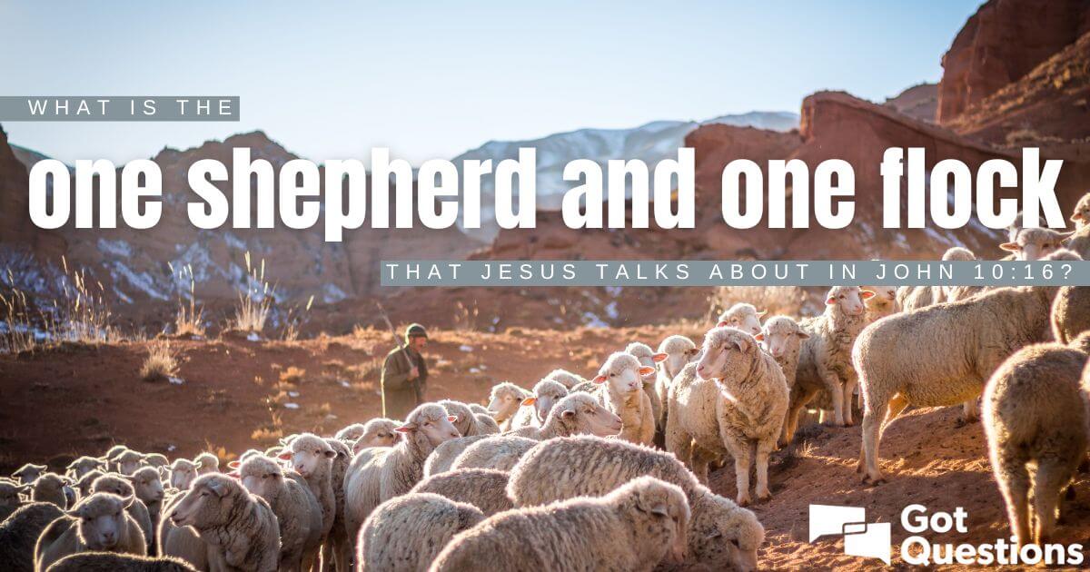 Jesus is the Good Shepherd — 1 Peter 2:21-25 – Days of Noah